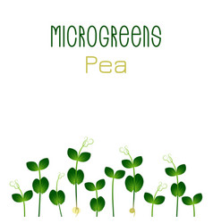 Label with fresh microgreens sprouts Royalty Free Vector