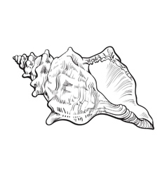 Colorful spiral conch sea shell isolated sketch Vector Image