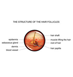 Anatomy a hair bulb Royalty Free Vector Image - VectorStock