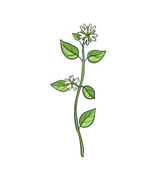 Indian plant Royalty Free Vector Image - VectorStock