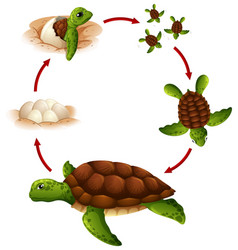 Green sea turtle life cycle Royalty Free Vector Image