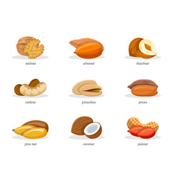 Mega collection of colorful nuts Royalty Free Vector Image