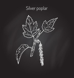 Silver shield Royalty Free Vector Image - VectorStock