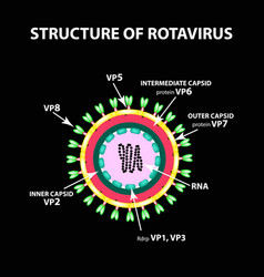 Coronavirus the structure chinese Royalty Free Vector Image