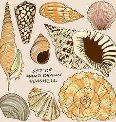 Sea shell Royalty Free Vector Image - VectorStock