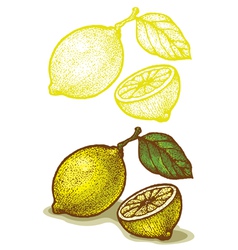 Lemon ellipsoidal yellow fruit with sour taste Vector Image