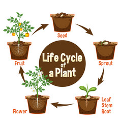 Diagram of photosynthesis for biology and life Vector Image