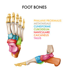 Foot bones infographic composition Royalty Free Vector Image