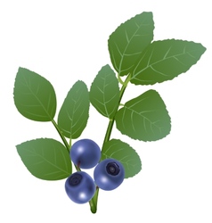 Blueberry isolated realistic on white background Vector Image