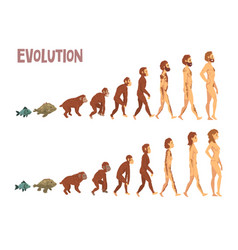 Biology human evolution stages evolutionary Vector Image