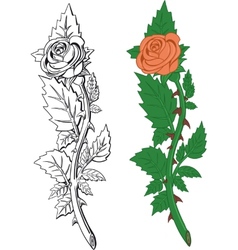 Flower rose isolated on white background Vector Image