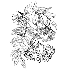 Rowan branch drawing Royalty Free Vector Image