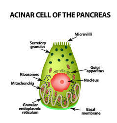 Acinar cell pancreas acinus infographics Vector Image