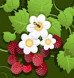 Raspberry frame Royalty Free Vector Image - VectorStock