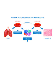 Symptoms sickle cell anemia world sickle cell Vector Image