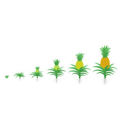 The growth cycle pineapple tropical plant with Vector Image