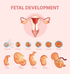 Human female genitalia external Royalty Free Vector Image