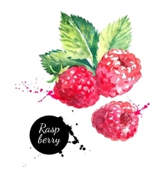 Hand drawn watercolor painting raspberry on white Vector Image