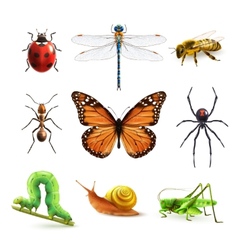 Set of bugs Royalty Free Vector Image - VectorStock