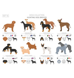 Hunting dogs collection isolated on white flat Vector Image