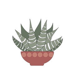 Zebra cactus or haworthia attenuata plant on Vector Image