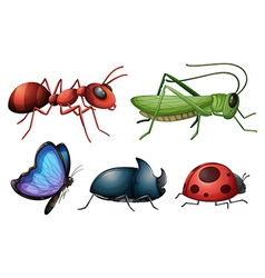 A red bug Royalty Free Vector Image - VectorStock