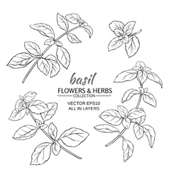 Basil set Royalty Free Vector Image - VectorStock