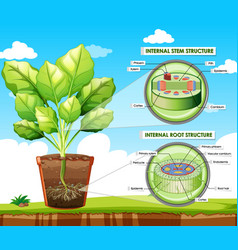 Diagram showing vascular tissue system in plants Vector Image