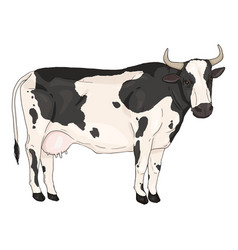 Black and white spotty cow Royalty Free Vector Image