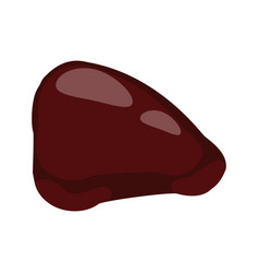 Beef liver Royalty Free Vector Image - VectorStock