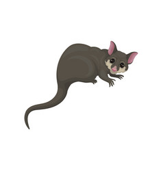 Detailed flat icon of brushtail possum with Vector Image