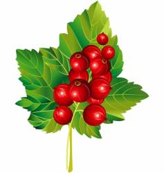 Red currant Royalty Free Vector Image - VectorStock