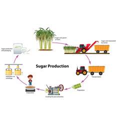 Farm harvesting sugar cane Royalty Free Vector Image