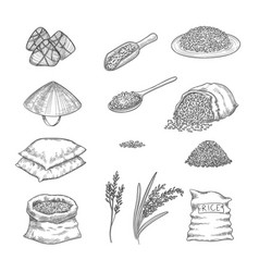 Drawing rice plant Royalty Free Vector Image - VectorStock