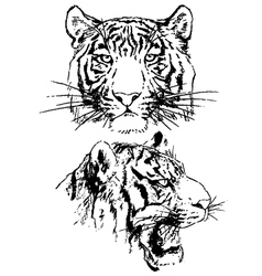 Tiger ripping through background Royalty Free Vector Image