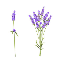 Label with lavender Royalty Free Vector Image - VectorStock