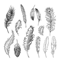 Hand drawn feathers Royalty Free Vector Image - VectorStock