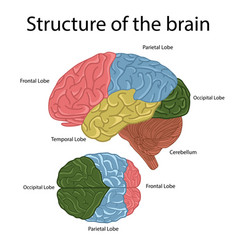 Human brain anatomy Royalty Free Vector Image - VectorStock