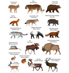Animals eurasia Royalty Free Vector Image - VectorStock