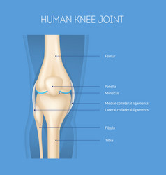 Realistic 3d detailed human knee joint anatomy Vector Image