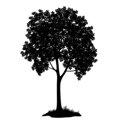 Chestnut tree Royalty Free Vector Image - VectorStock