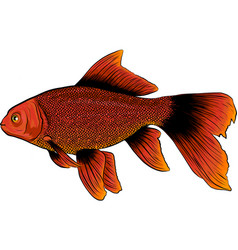 Red drum redfish with Royalty Free Vector Image