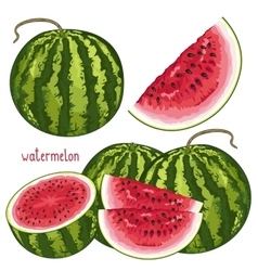 Watermelon Isolated Royalty Free Vector Image - VectorStock