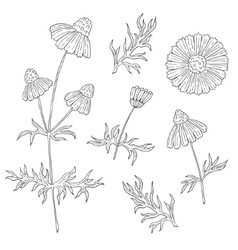 Camomile with stem and leaves hand drawing on a Vector Image