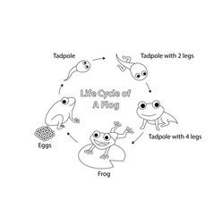 Life cycle a frog for coloring art Royalty Free Vector Image