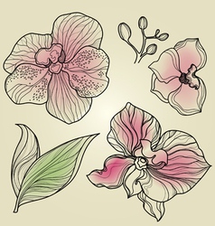 Orchid Royalty Free Vector Image - VectorStock