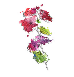 Drawing flower of hellebore Royalty Free Vector Image