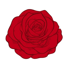 Red rose Royalty Free Vector Image - VectorStock