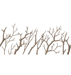 Dry branch Royalty Free Vector Image - VectorStock