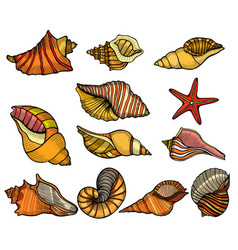 Set shells Royalty Free Vector Image - VectorStock